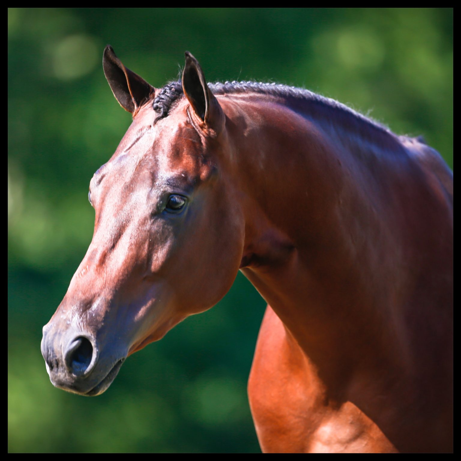 Stallions - Premier Sires