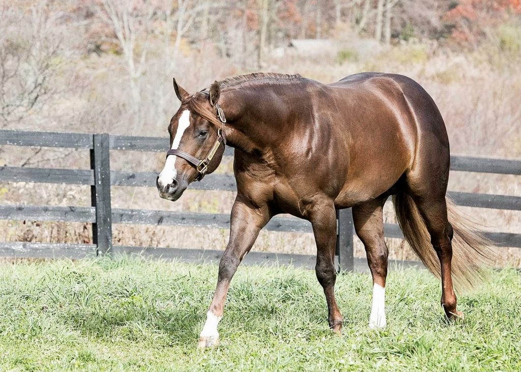 PREMIER SIRES - Premier Sires