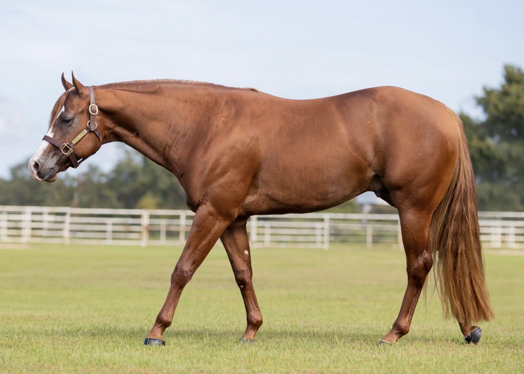 PREMIER SIRES