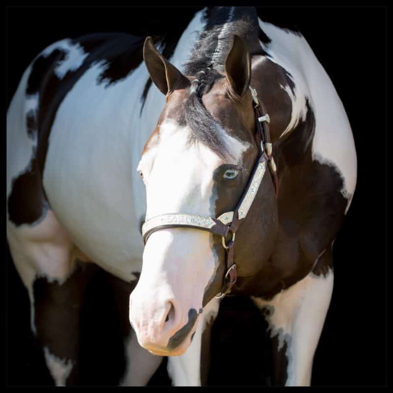 Stallion Service Sale