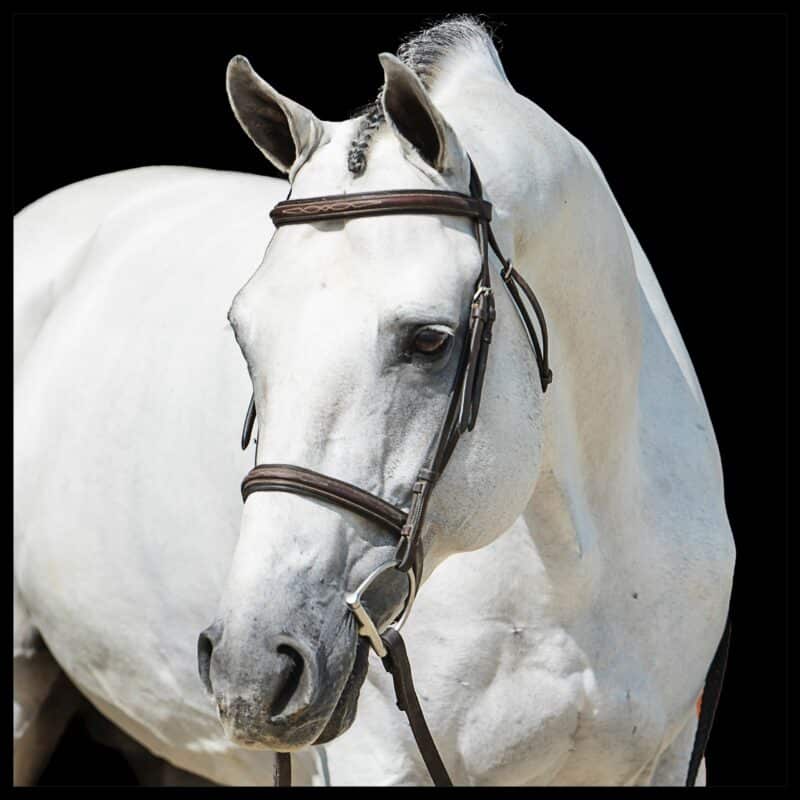 Stallion Service Sale