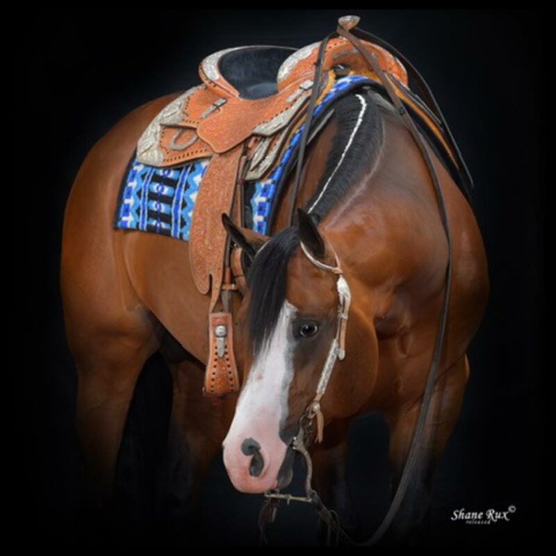 Stallion Service Sale