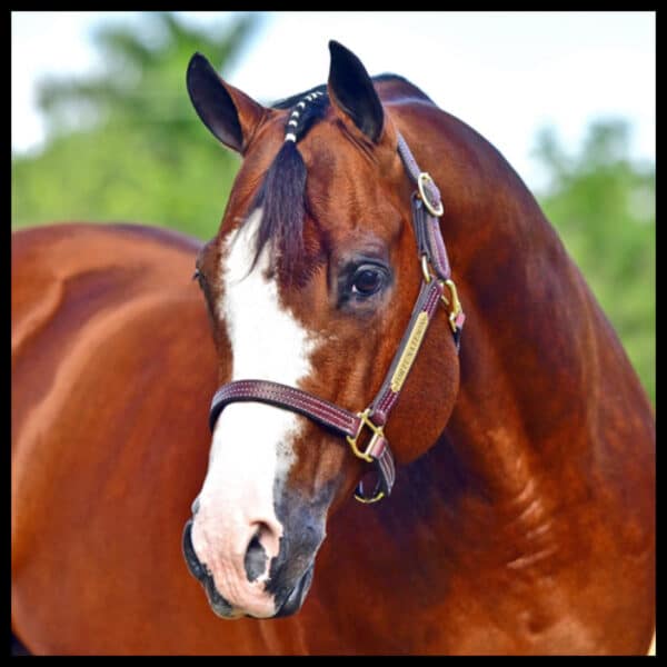 Stallion Service Sale