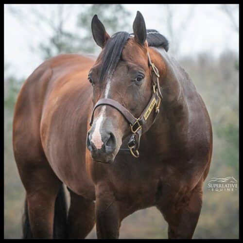 Stallion Service Sale