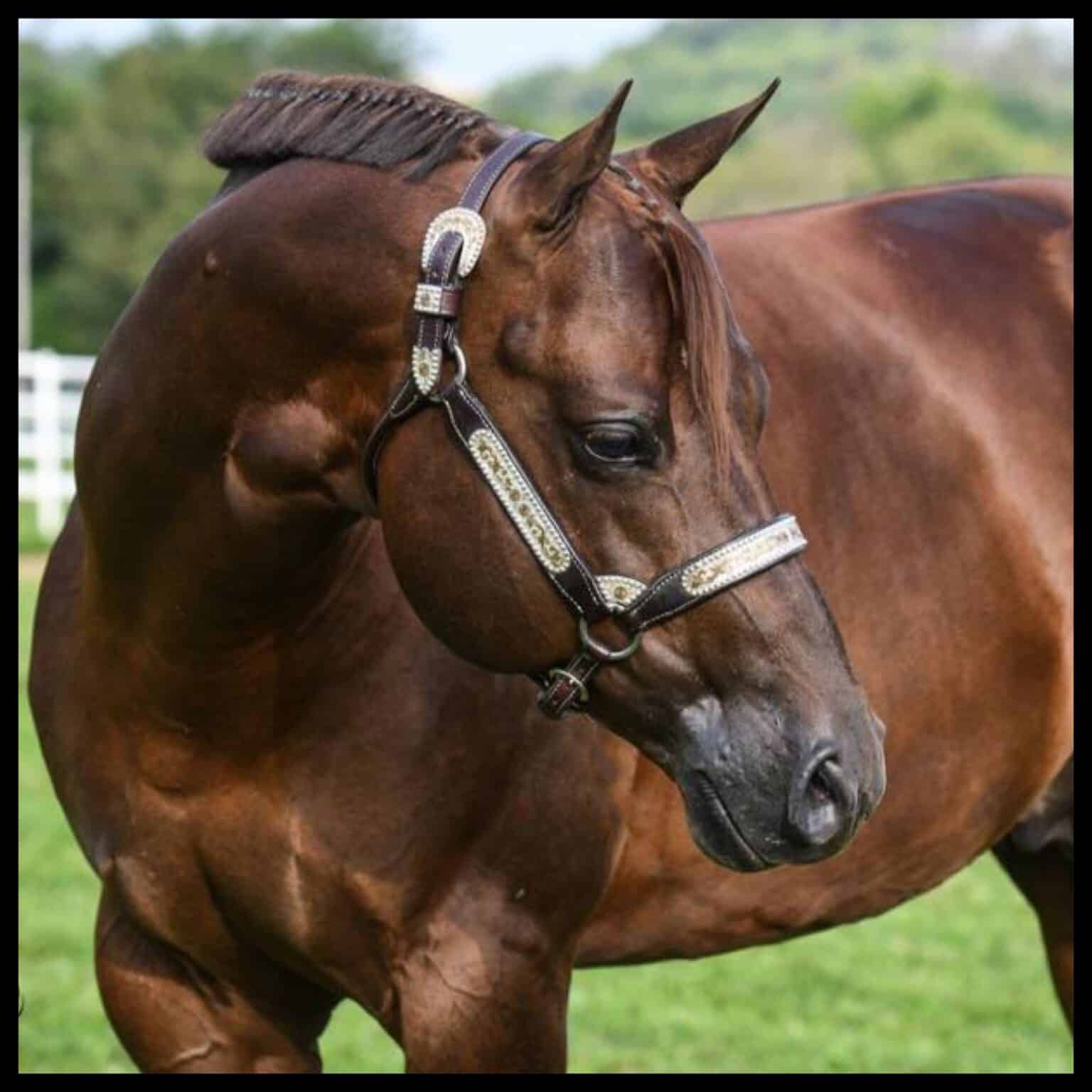 Stallion Service Sale