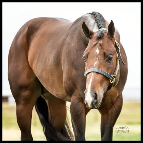 Stallion Service Sale