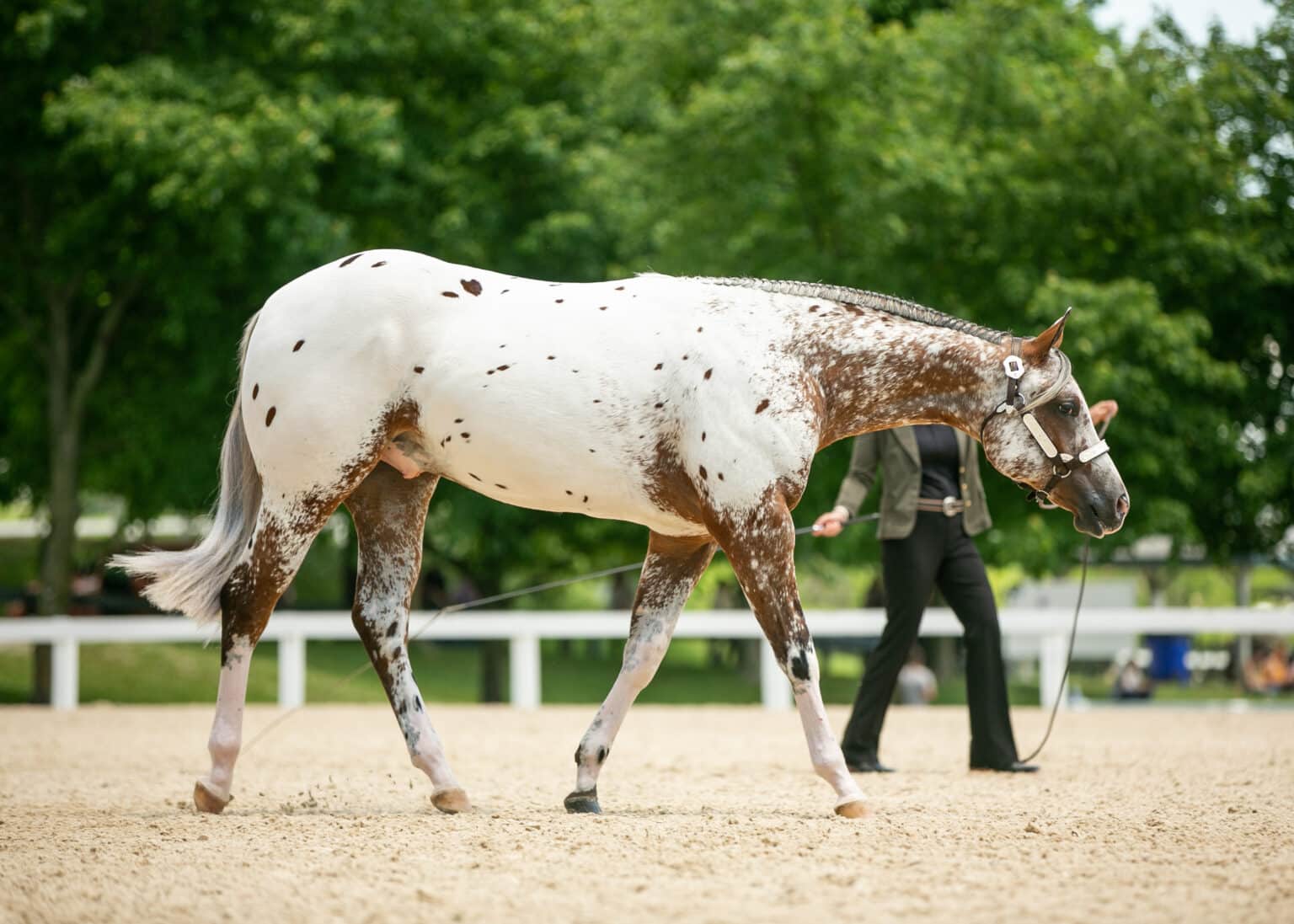 Breeders Futurity - Premier Sires