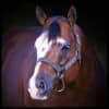 Stallions