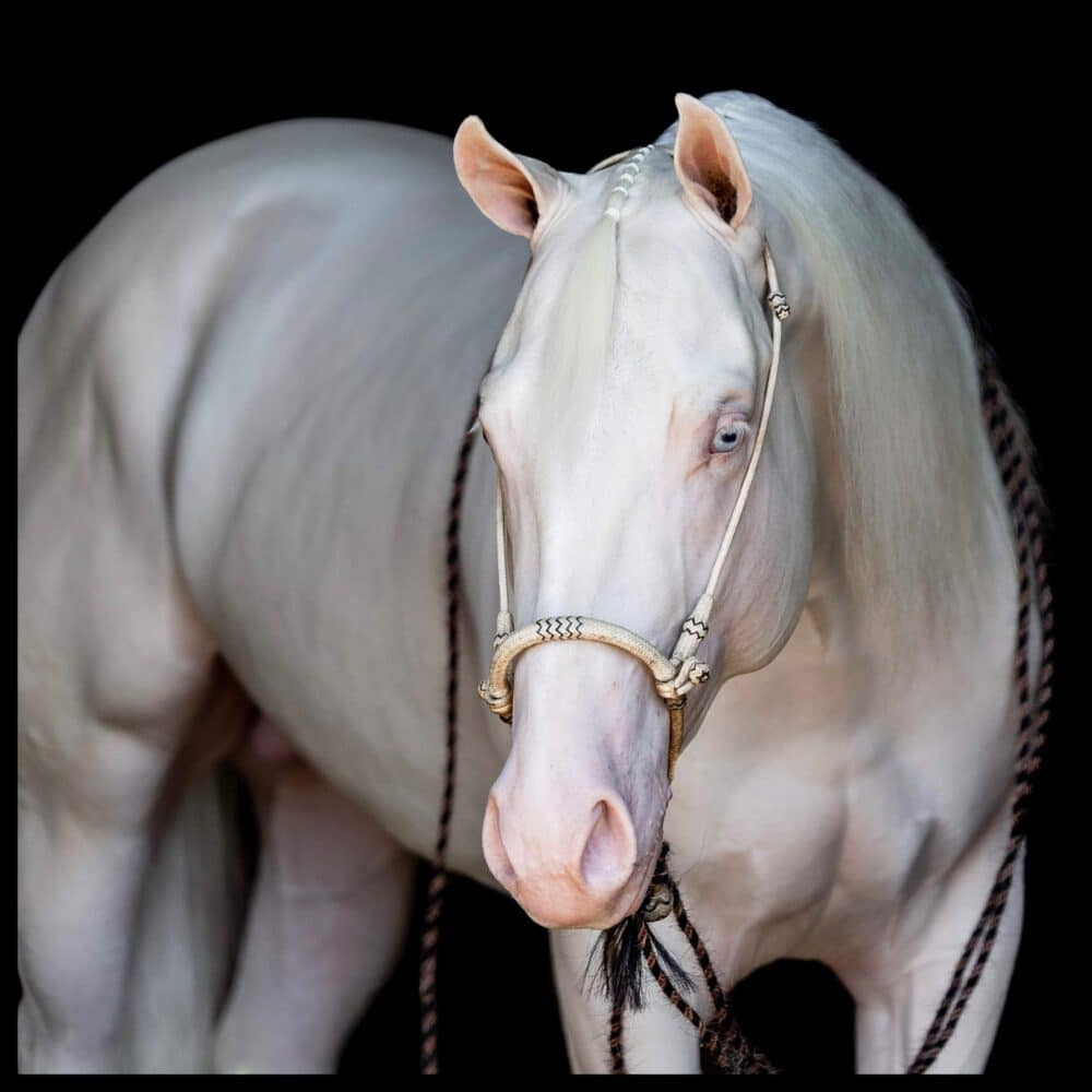 Stallion Service Sale