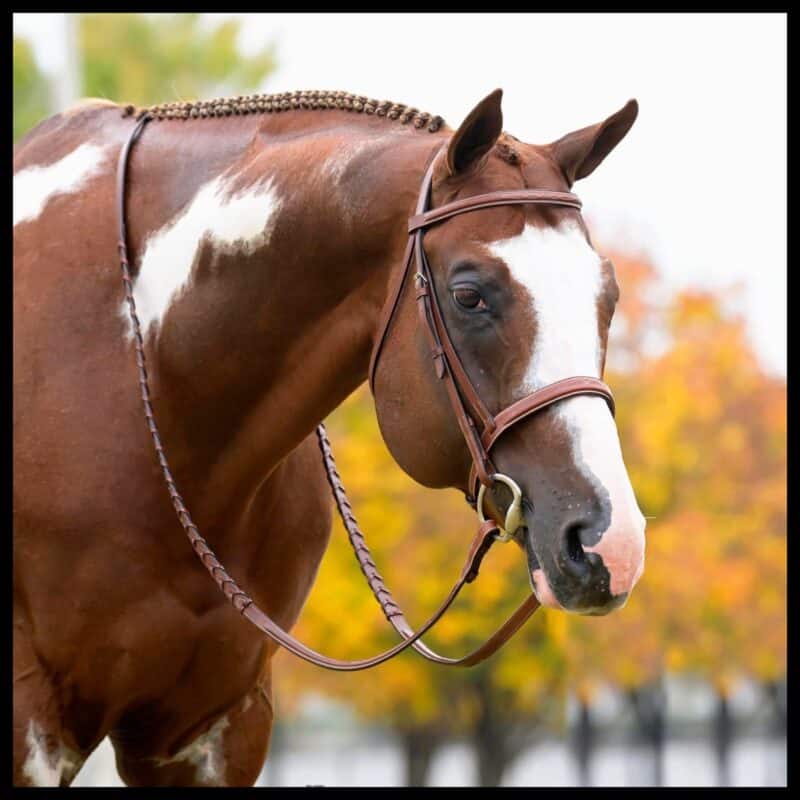 Stallion Service Sale