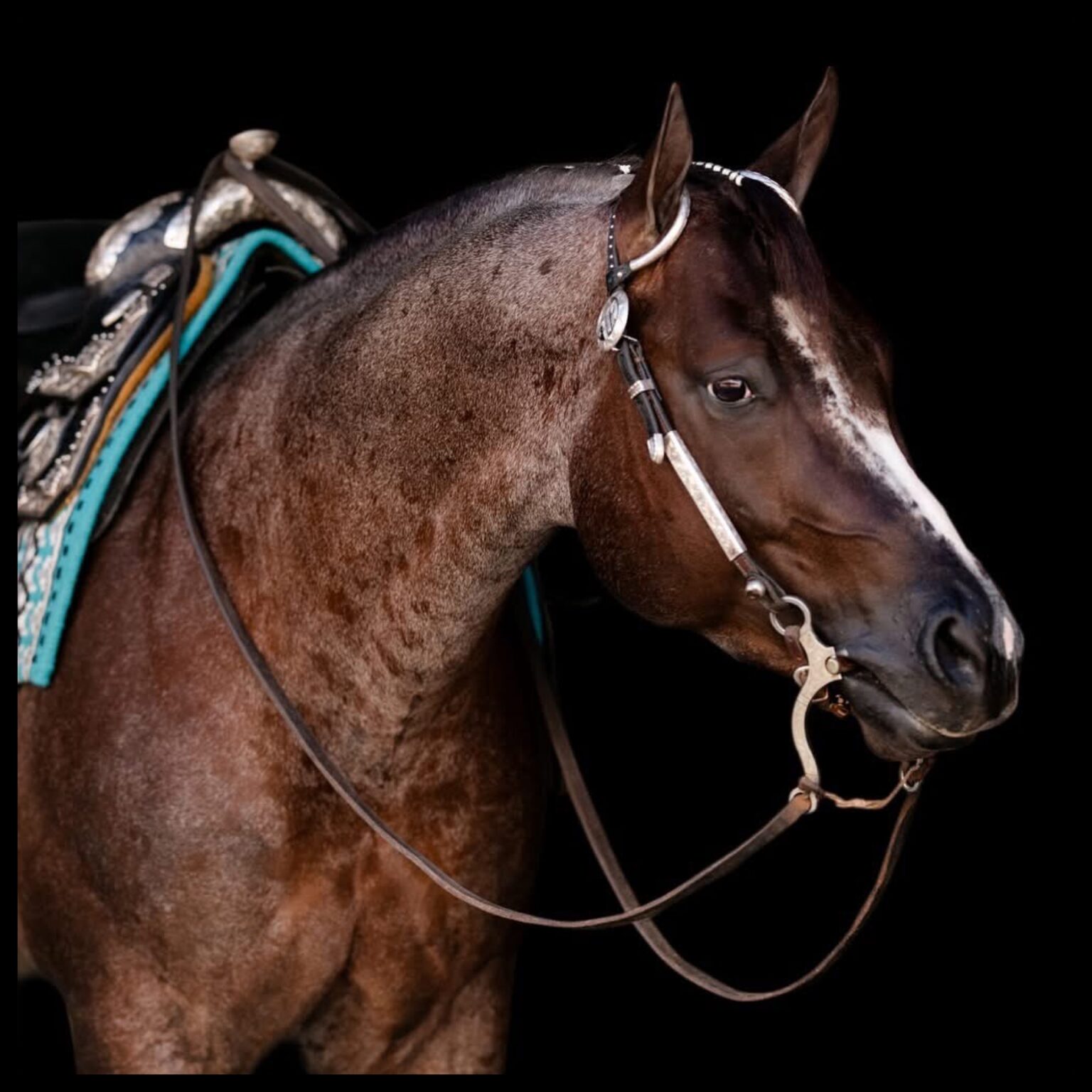 First Thingz First - Premier Sires